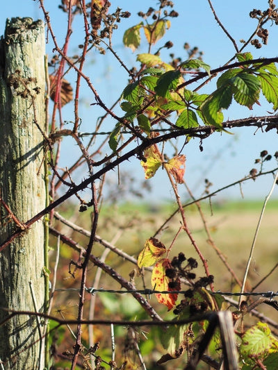 How To Control Brambles (And Stop Regrowth) | ProGreen