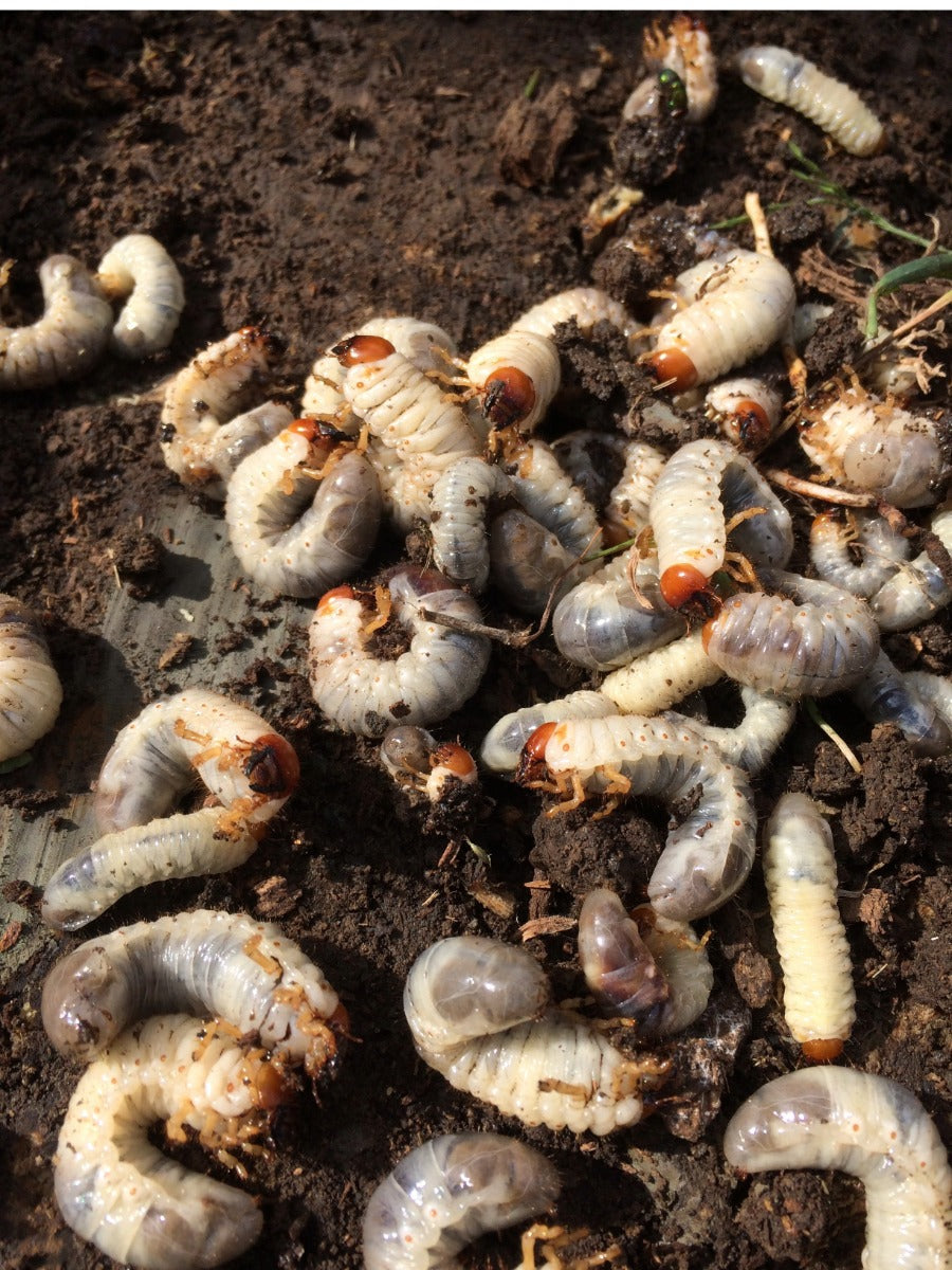How To Get Rid of Chafer Grubs | Guides & Advice | ProGreen