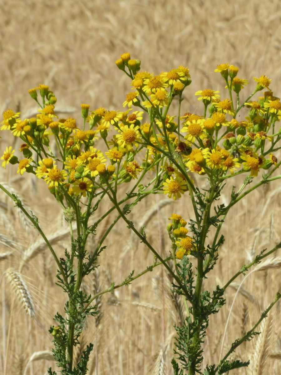 How to Control Ragwort | Weed Killer Guides | ProGreen