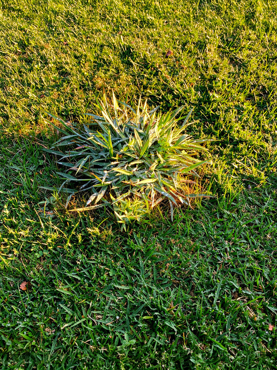 Everything You Need to Know About Crabgrass | ProGreen | Blogs