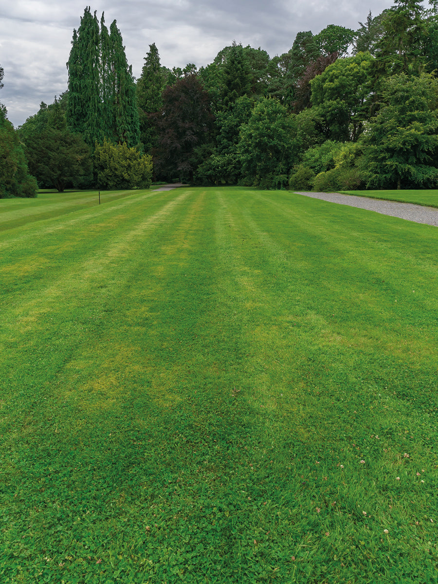 When Should I Water The Lawn? | Lawncare Guides | ProGreen
