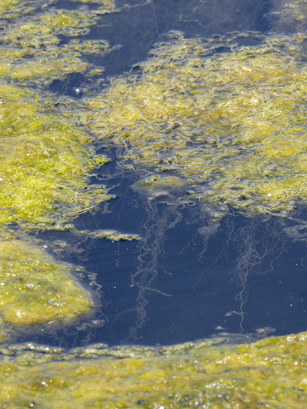 Pond Algae Treatment: How To Clear Algae Fast | ProGreen