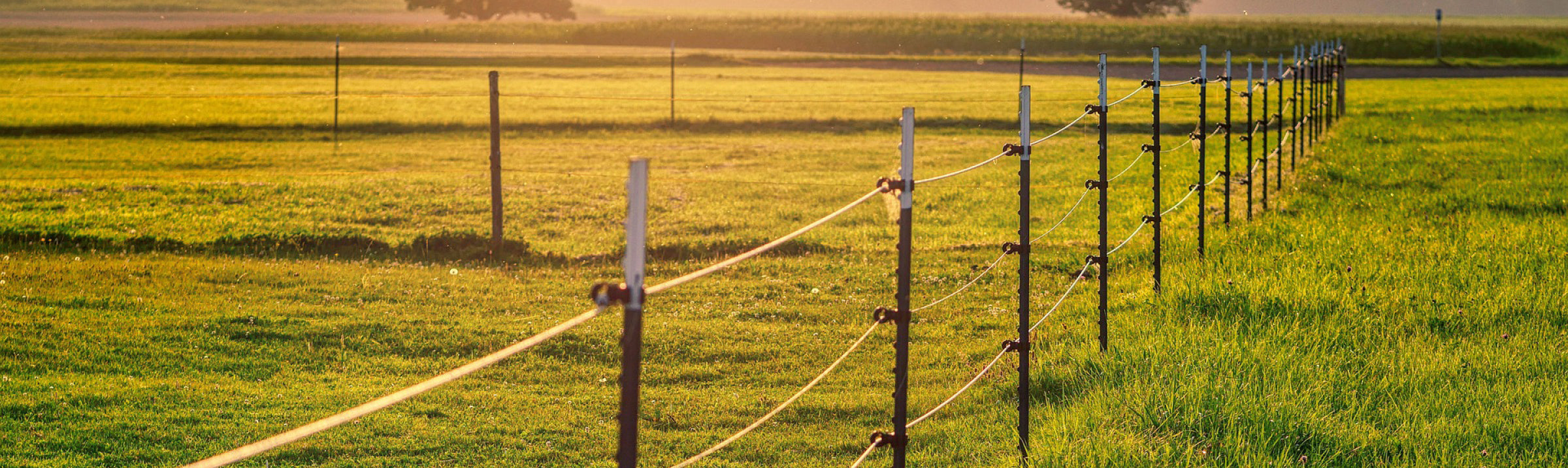 Paddock Grass Seed for Horses | A1 Equine Mixes | ProGreen