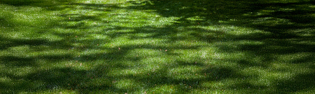 Shade & Drought Grass Seed | Tough Lawn Seed Mixes | ProGreen