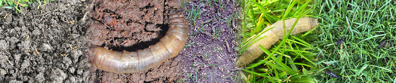 Leatherjacket Control: How To Treat Lawn Damage | ProGreen