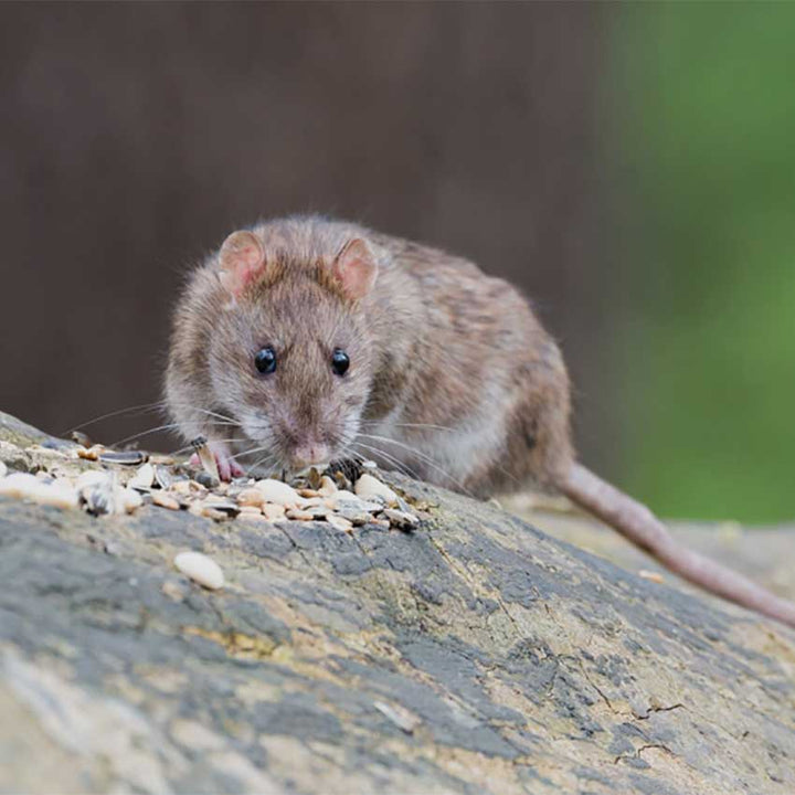 Lantra Awards Level 2 Rodent Management Course Training – ProGreen